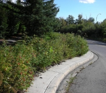 Green Infrastructure in Canada's Mobility Corridors | CSLA